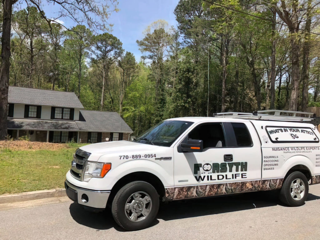 Rats in Georgia - Forsyth Wildlife